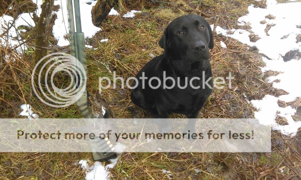 Chessie vs Lab? > General Discussion > AR15.COM