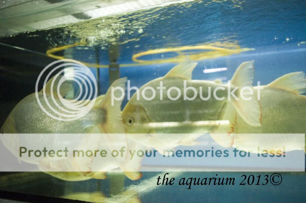 Albino Pacu | The aquarium
