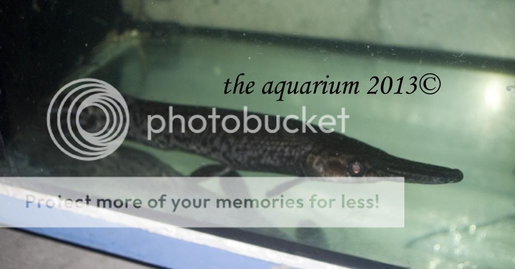 Alligator Gar | The aquarium